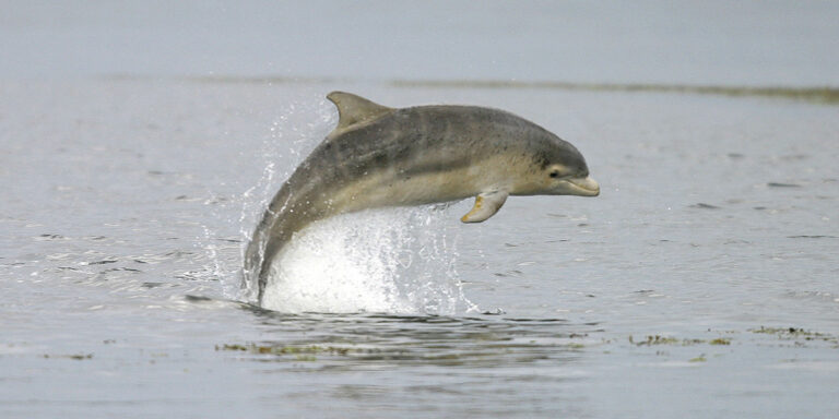 Wissen über Wale und Delfine | WDC Kids