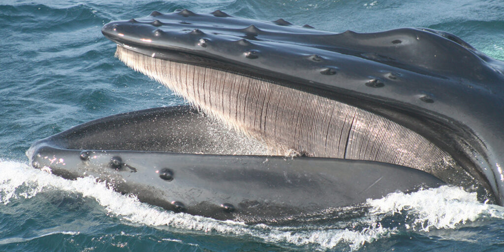 Bartenwale und Zahnwale | Was ist der Unterschied? | WDC Kids