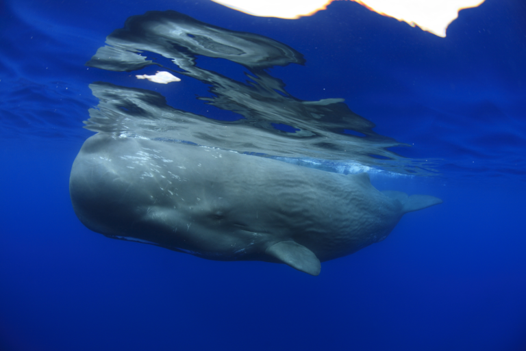 Pottwal | Spannende Fakten und Informationen | WDC Kids