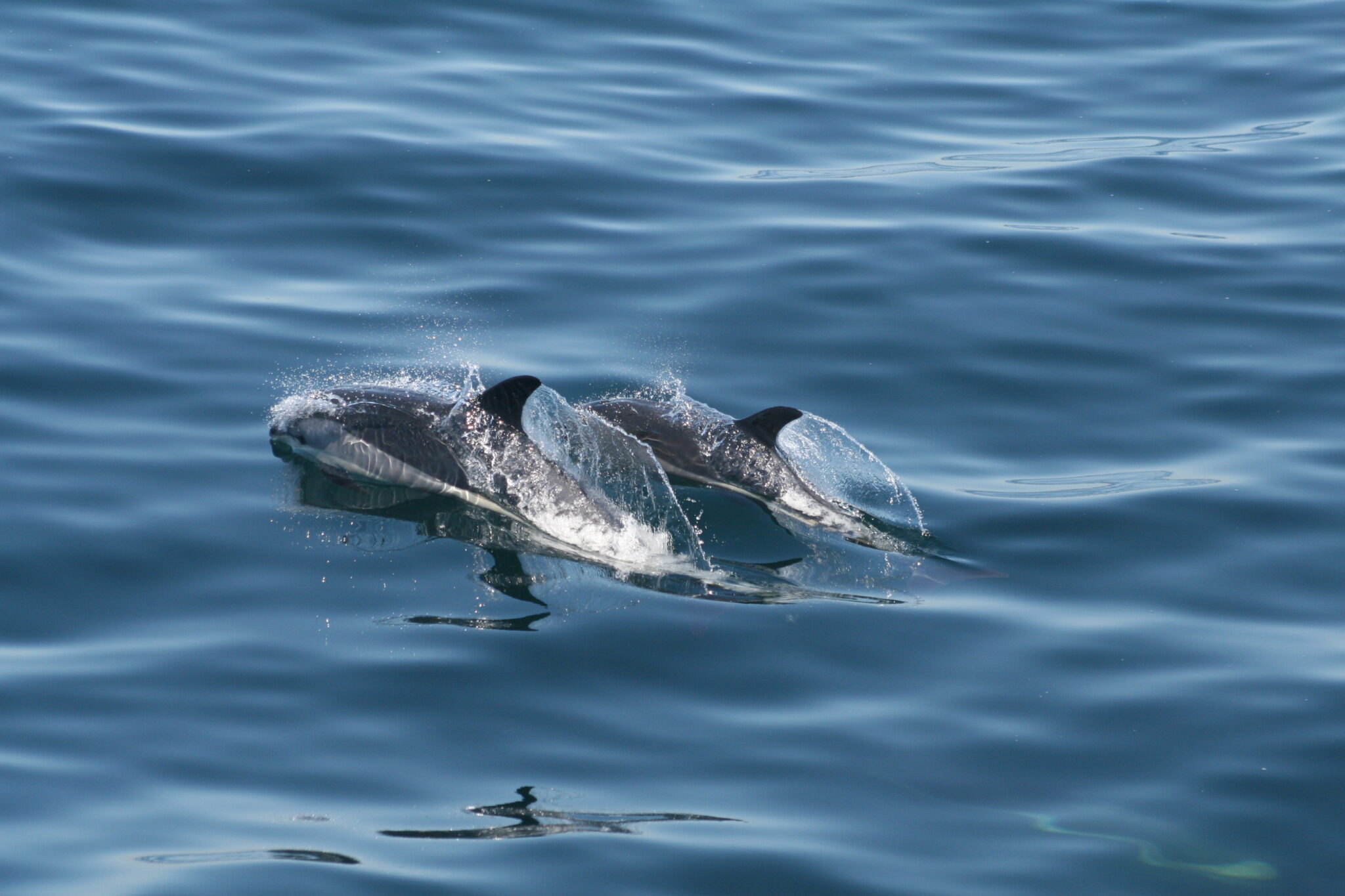 Alle Arten | Wale und Delfine | WDC Kids