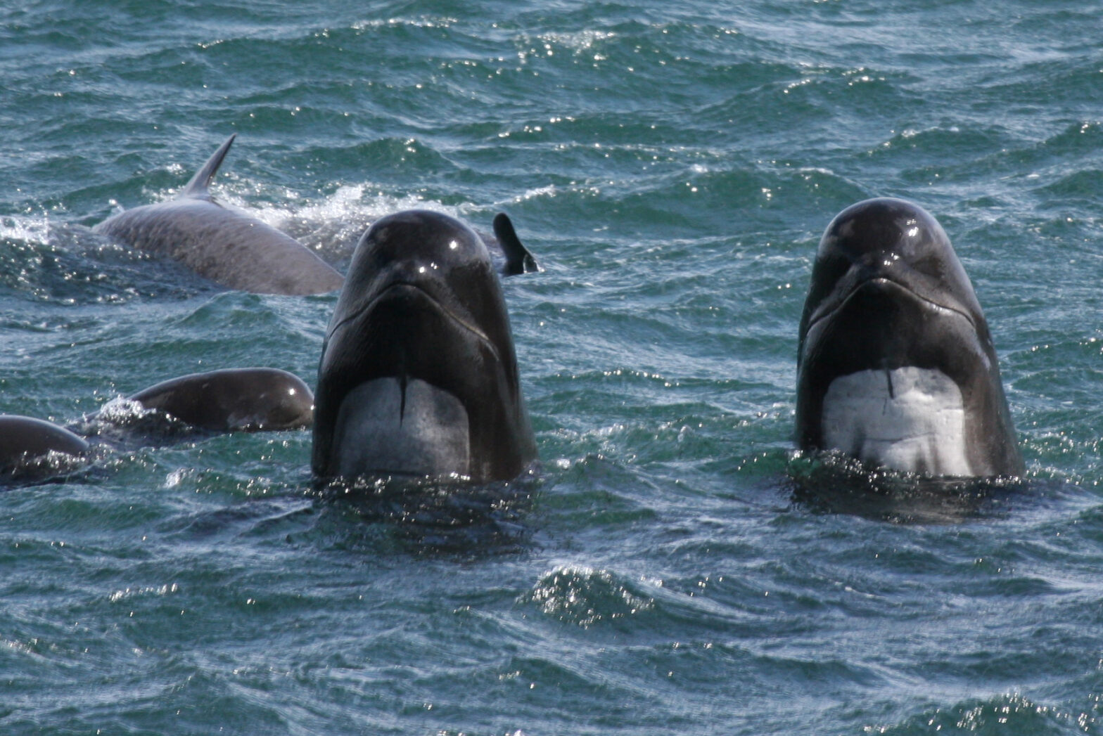 Gewöhnlicher Grindwal | WDC Kids