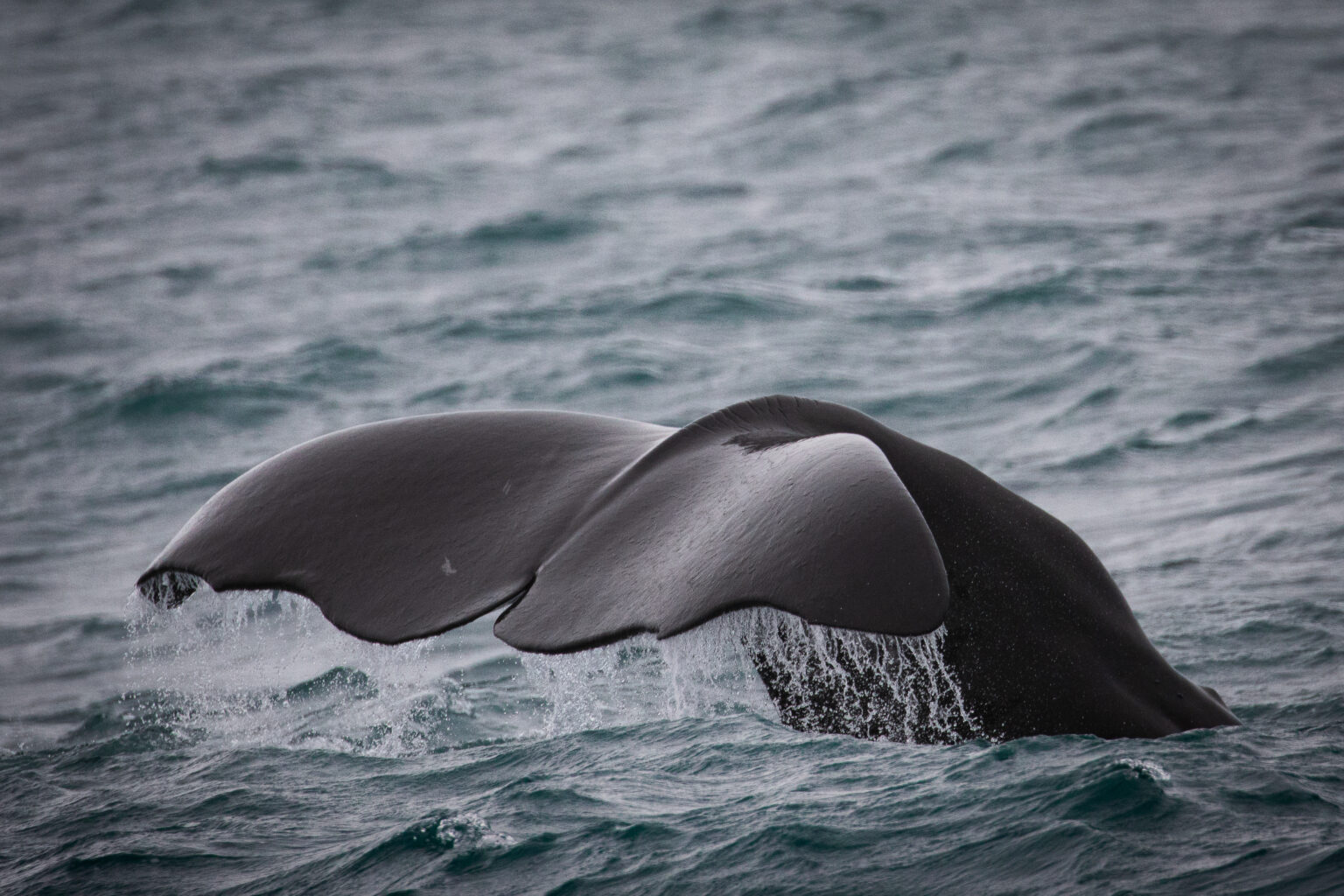 Pottwal | Spannende Fakten und Informationen | WDC Kids