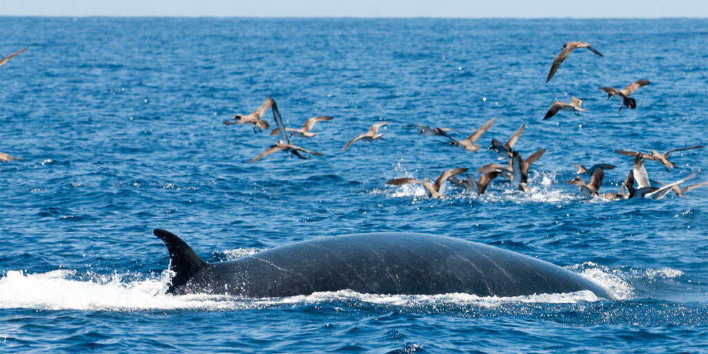 Alle Arten | Wale und Delfine | WDC Kids